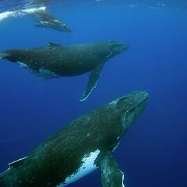 Humpback Whale Calf by Jason Isley / Scubazoo / Science Photo Library