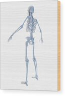 Male Skeletal System #71 by 3Dmedisphere / Science Photo Library
